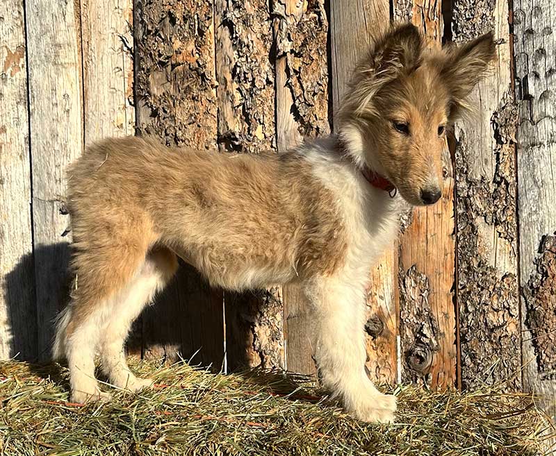 Available Dogs – Mile High Collies